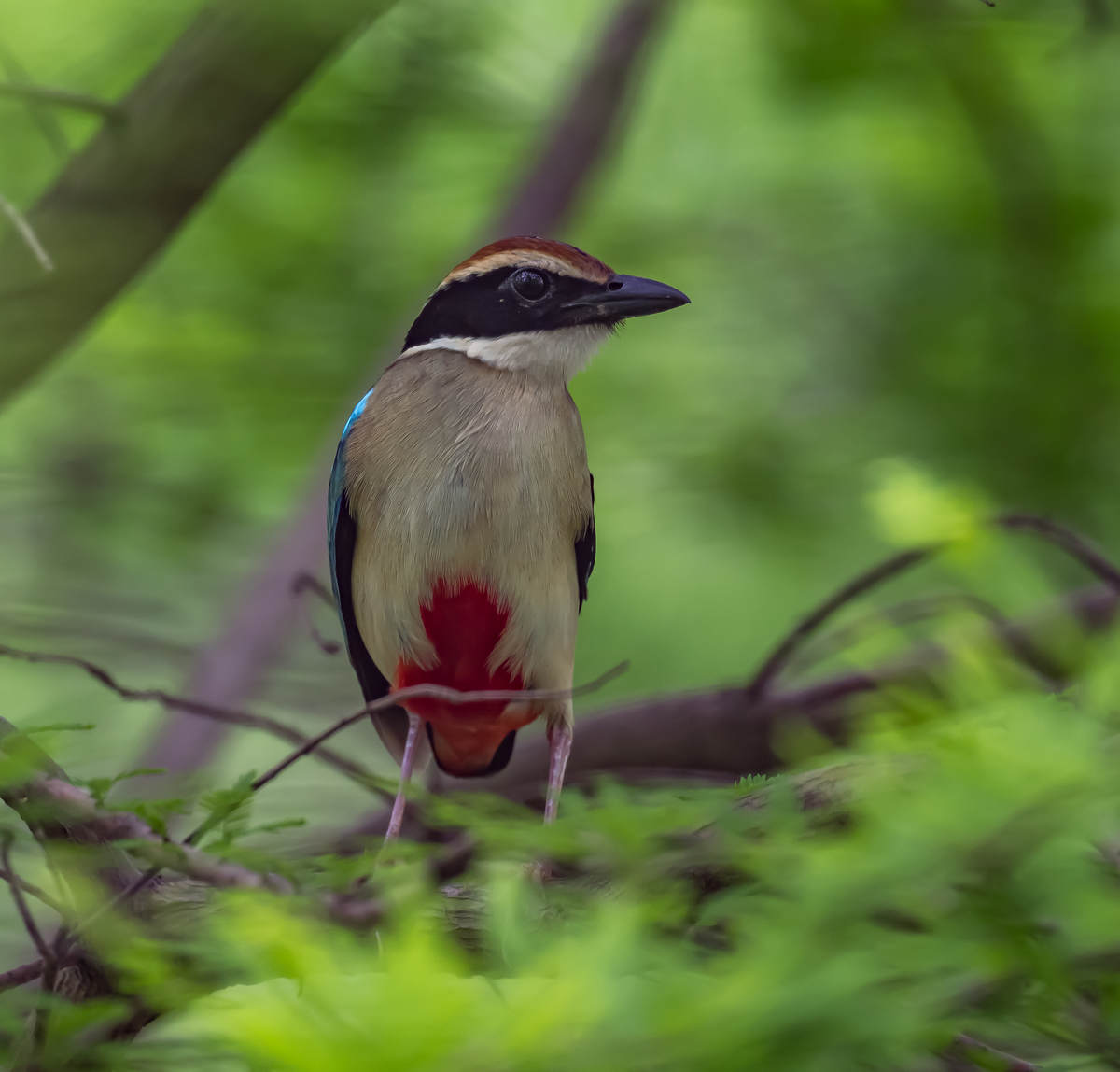 Fairy Pitta at Nanhui, Shanghai (Spring 2024) - 10,000 Birds