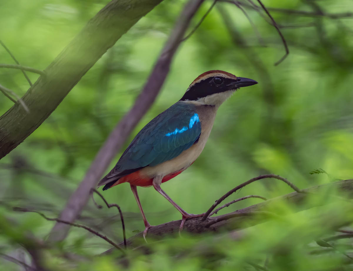 Fairy Pitta at Nanhui, Shanghai (Spring 2024) - 10,000 Birds