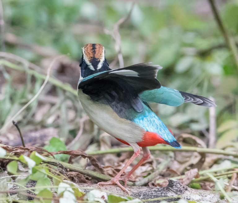 Fairy Pitta at Nanhui, Shanghai - 10,000 Birds