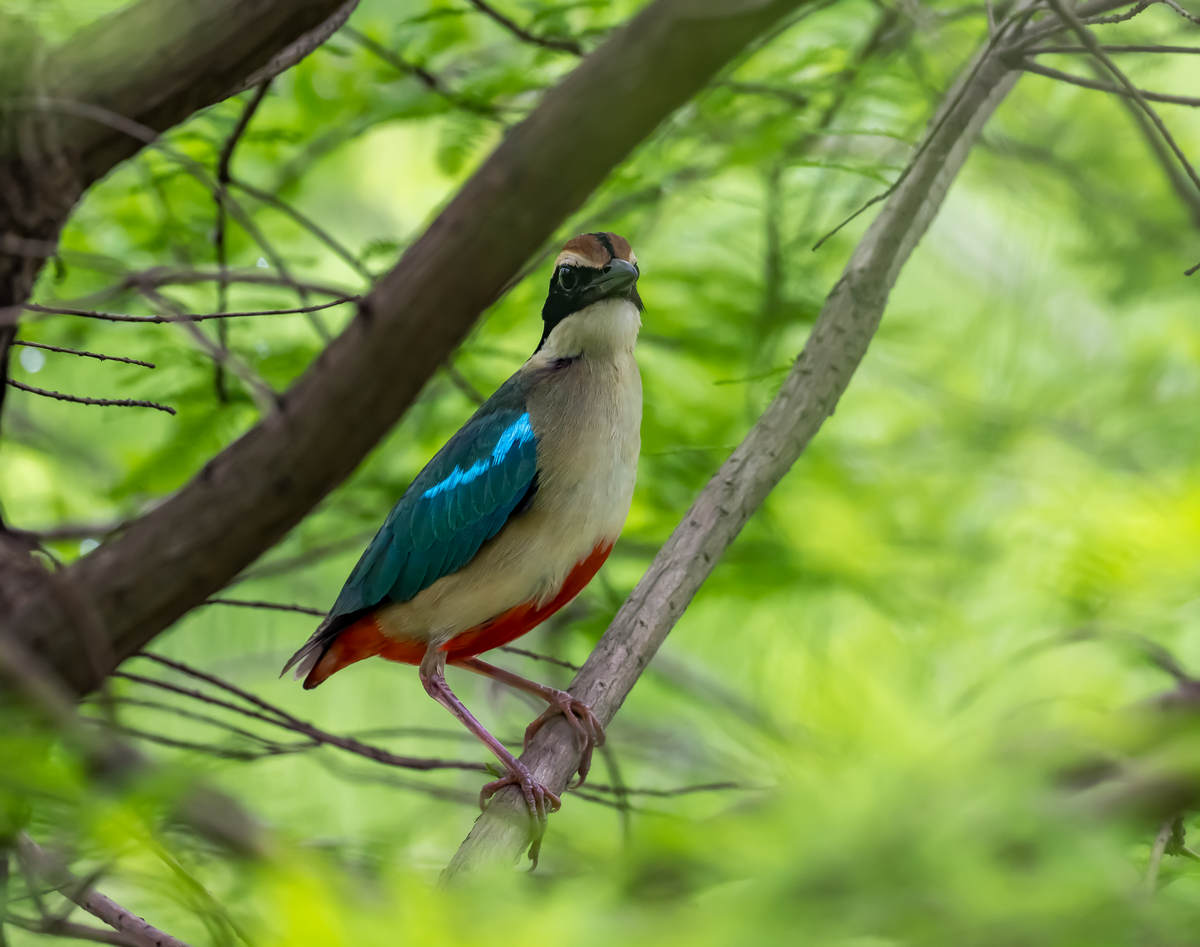 Fairy Pitta at Nanhui, Shanghai (Spring 2024) - 10,000 Birds