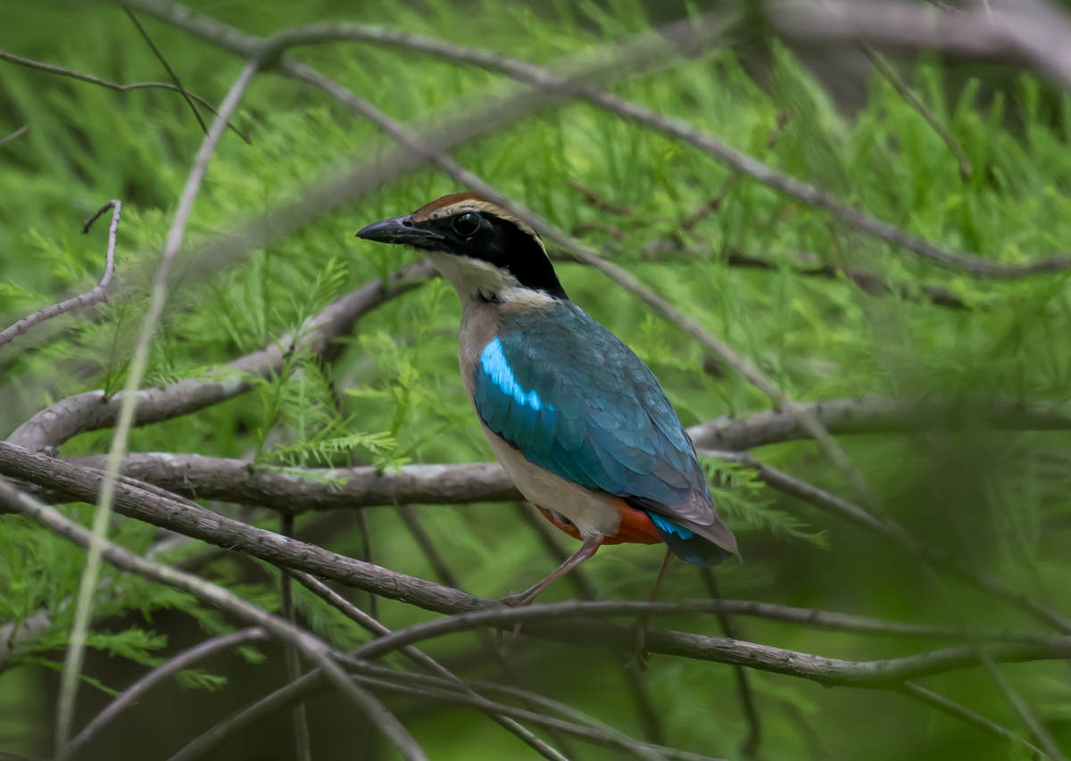 Fairy Pitta at Nanhui, Shanghai (Spring 2024) - 10,000 Birds