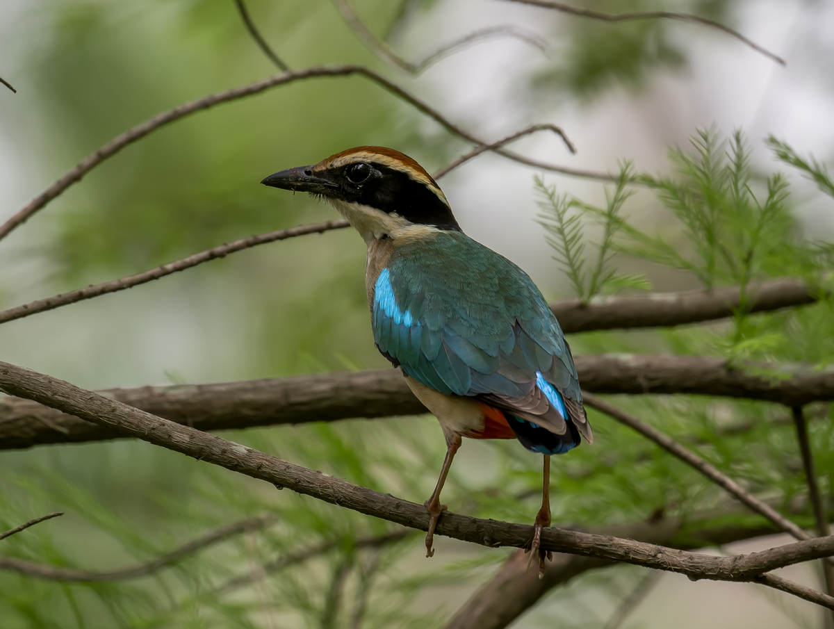 Fairy Pitta at Nanhui, Shanghai (Spring 2024) - 10,000 Birds