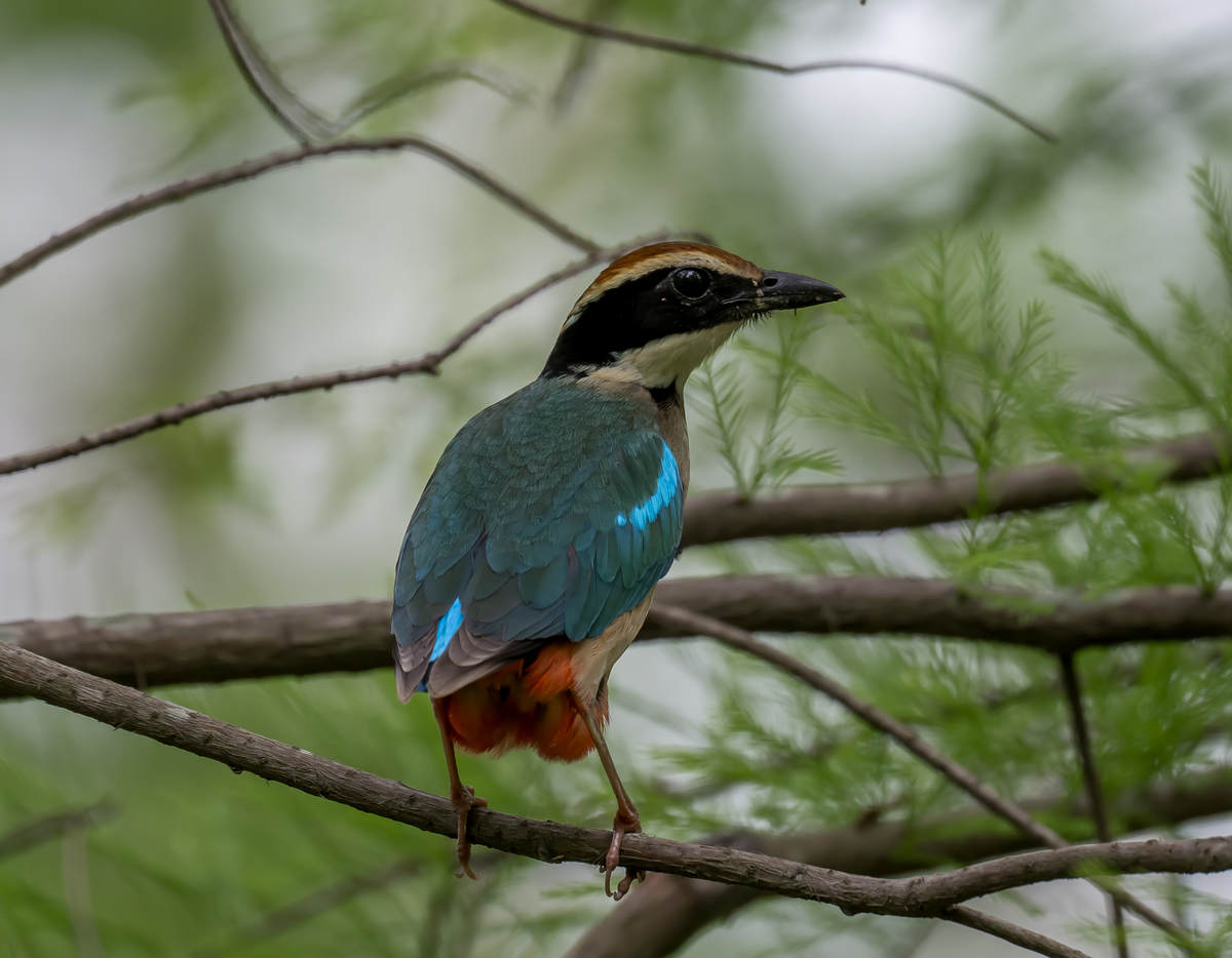 Fairy Pitta at Nanhui, Shanghai (Spring 2024) - 10,000 Birds