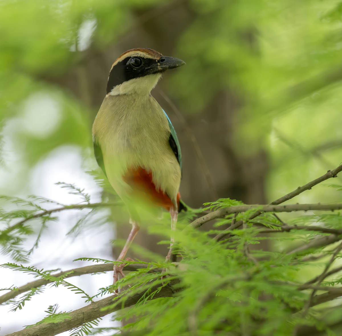 Fairy Pitta at Nanhui, Shanghai (Spring 2024) - 10,000 Birds