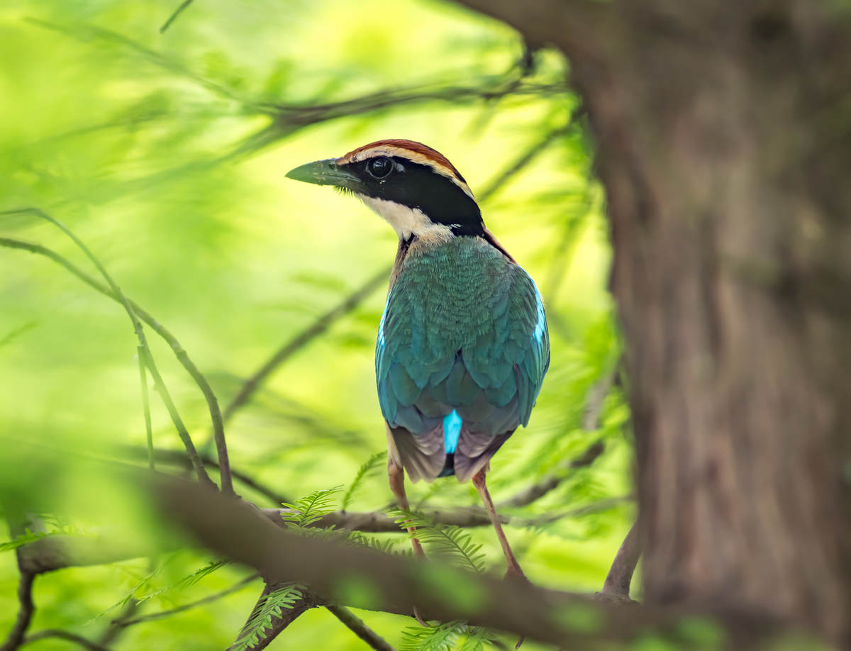 Fairy Pitta at Nanhui, Shanghai (Spring 2024) - 10,000 Birds