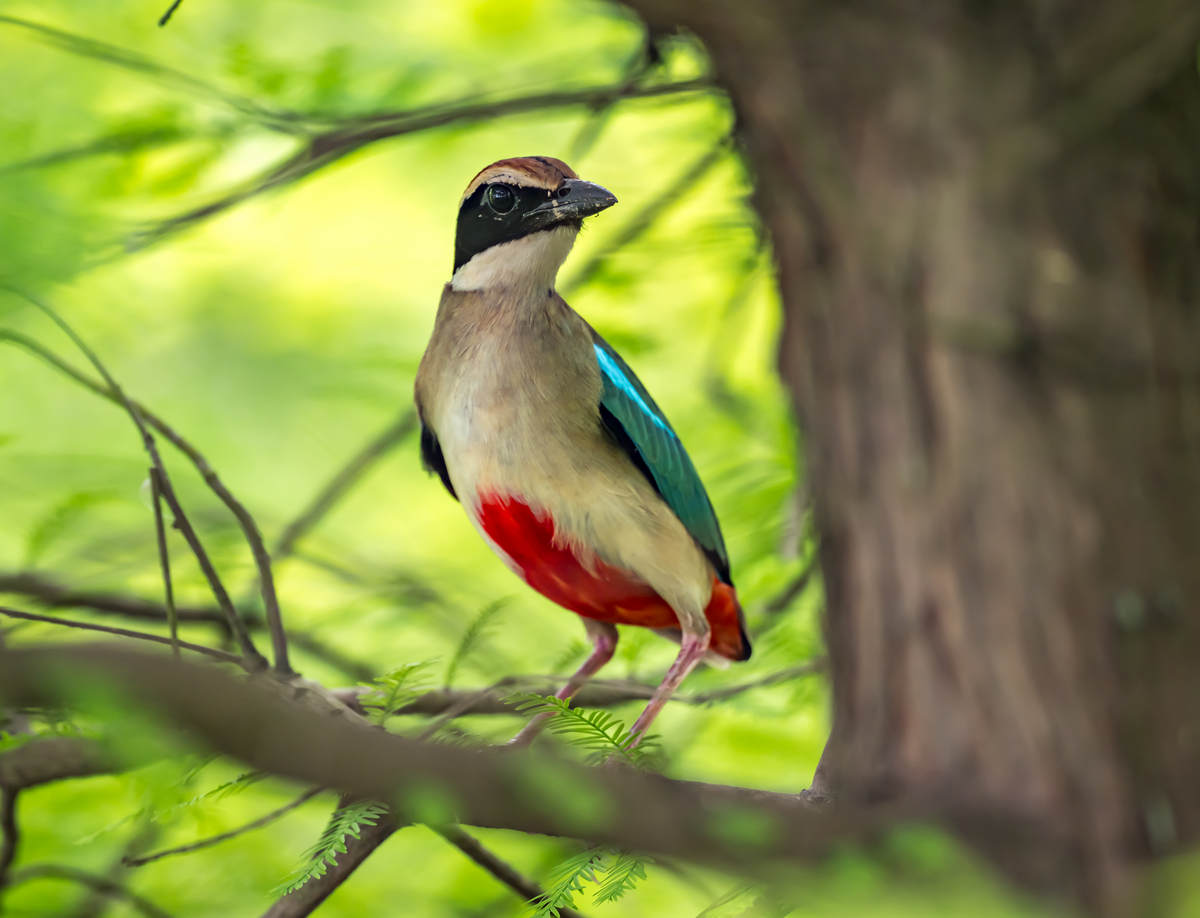 Fairy Pitta at Nanhui, Shanghai (Spring 2024) - 10,000 Birds