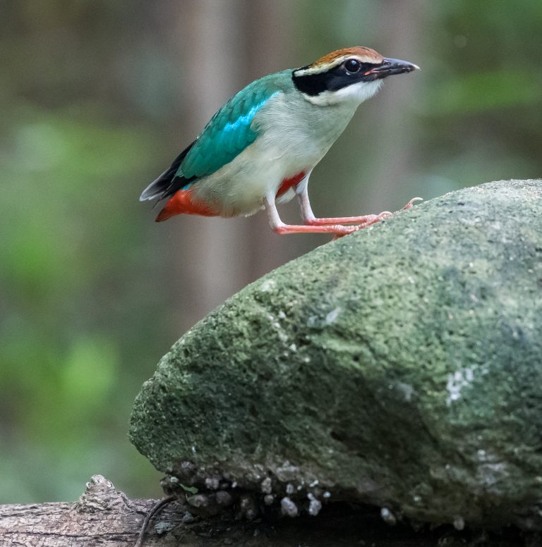Fairy Pitta at Nanhui, Shanghai - 10,000 Birds