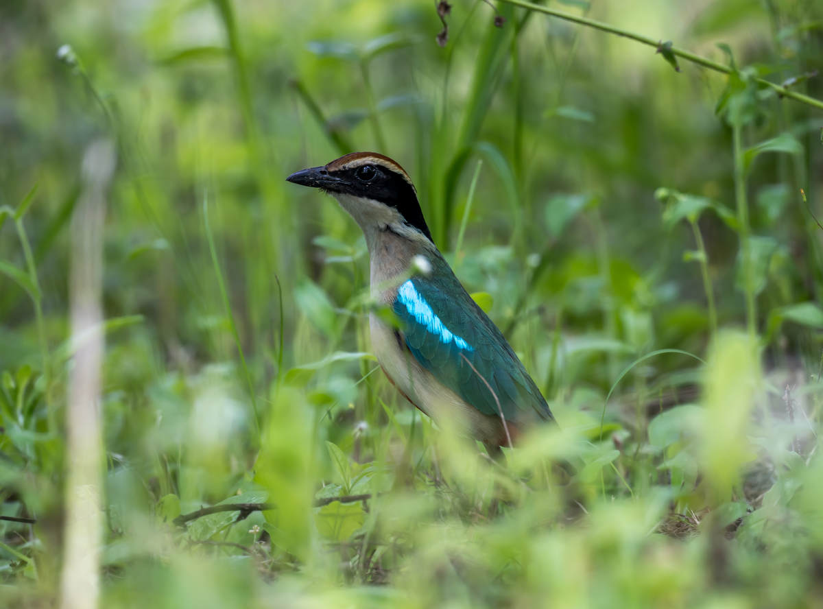 Fairy Pitta at Nanhui, Shanghai (Spring 2024) - 10,000 Birds