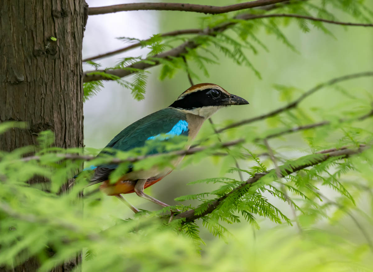 Fairy Pitta at Nanhui, Shanghai (Spring 2024) - 10,000 Birds