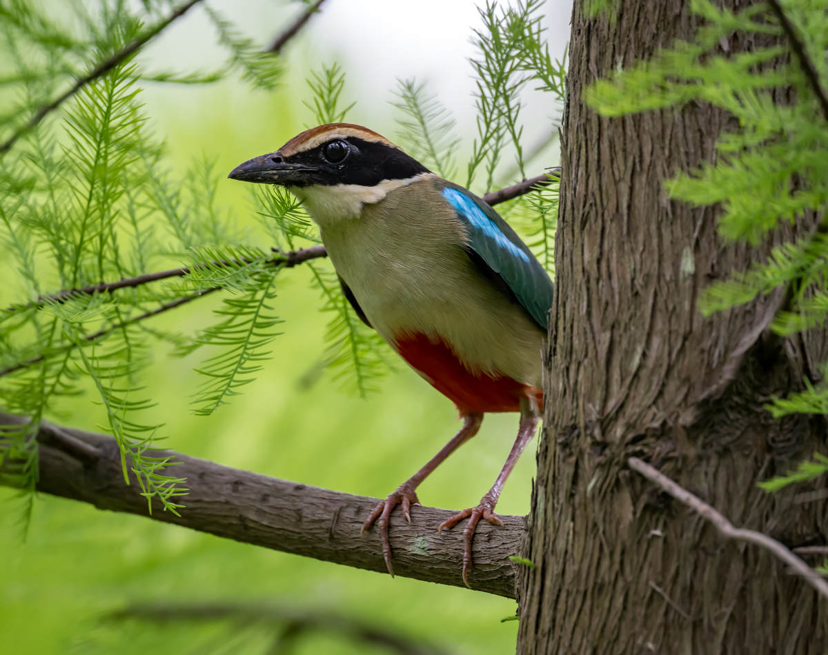 Fairy Pitta at Nanhui, Shanghai (Spring 2024) - 10,000 Birds