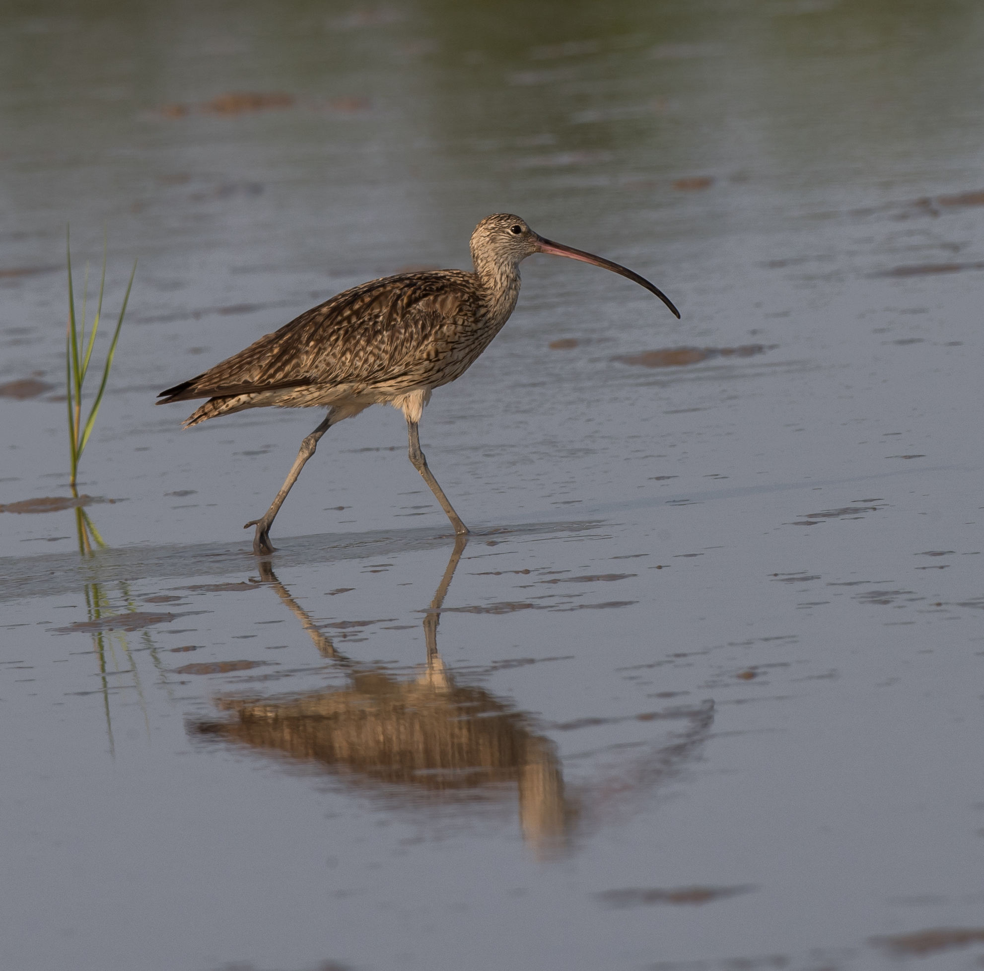 Birding Tiaozini, Jiangsu, China - 10,000 Birds