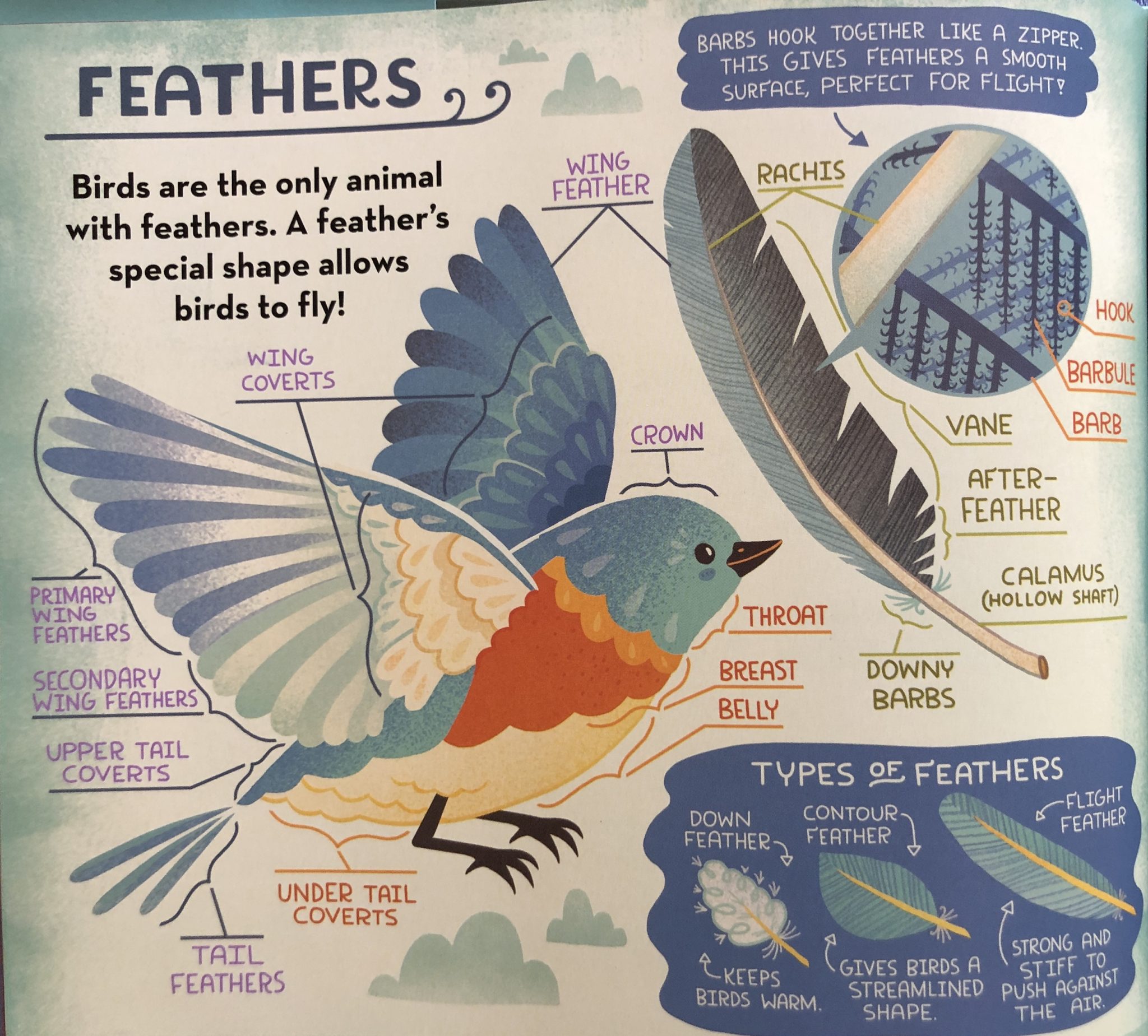 What’s Inside a Bird’s Nest: A KidLit Bird Book Review - 10,000 Birds
