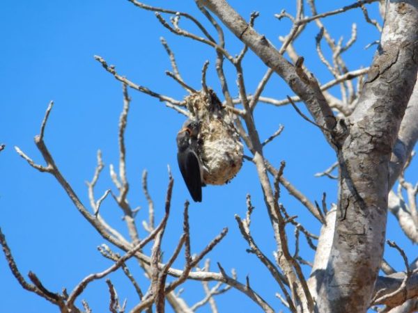 Mistletoebird family - 10,000 Birds