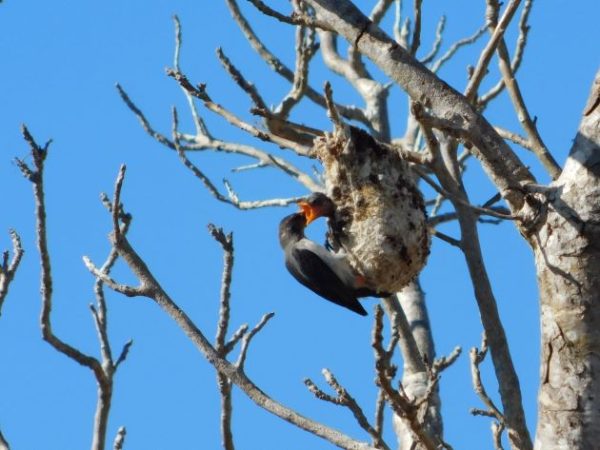 Mistletoebird family - 10,000 Birds