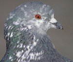 Pigeon Portraits - 10,000 Birds