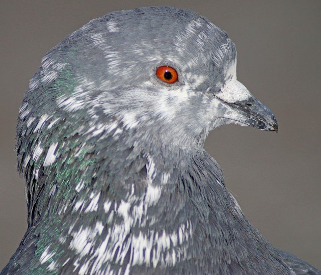 Pigeon Portraits - 10,000 Birds