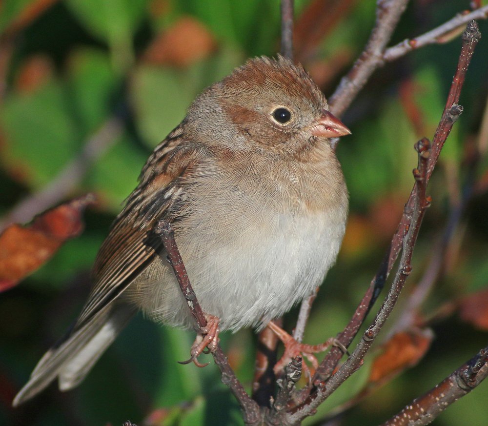 Great Fall Migration Weekend in New York City - 10,000 Birds
