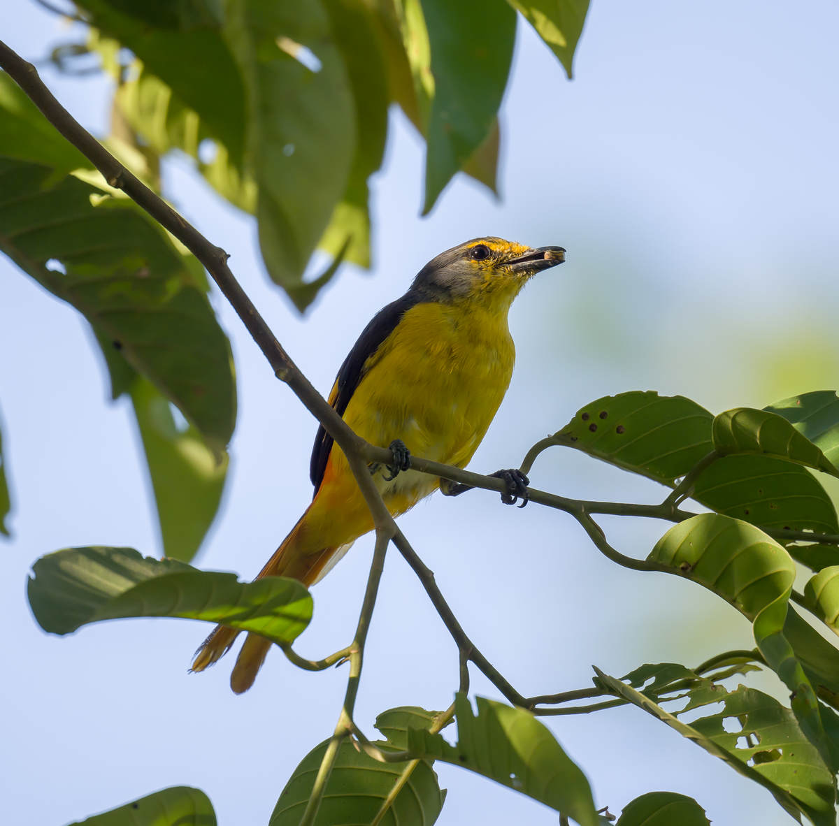 Birding Sepilok, Borneo (Part 2) - 10,000 Birds