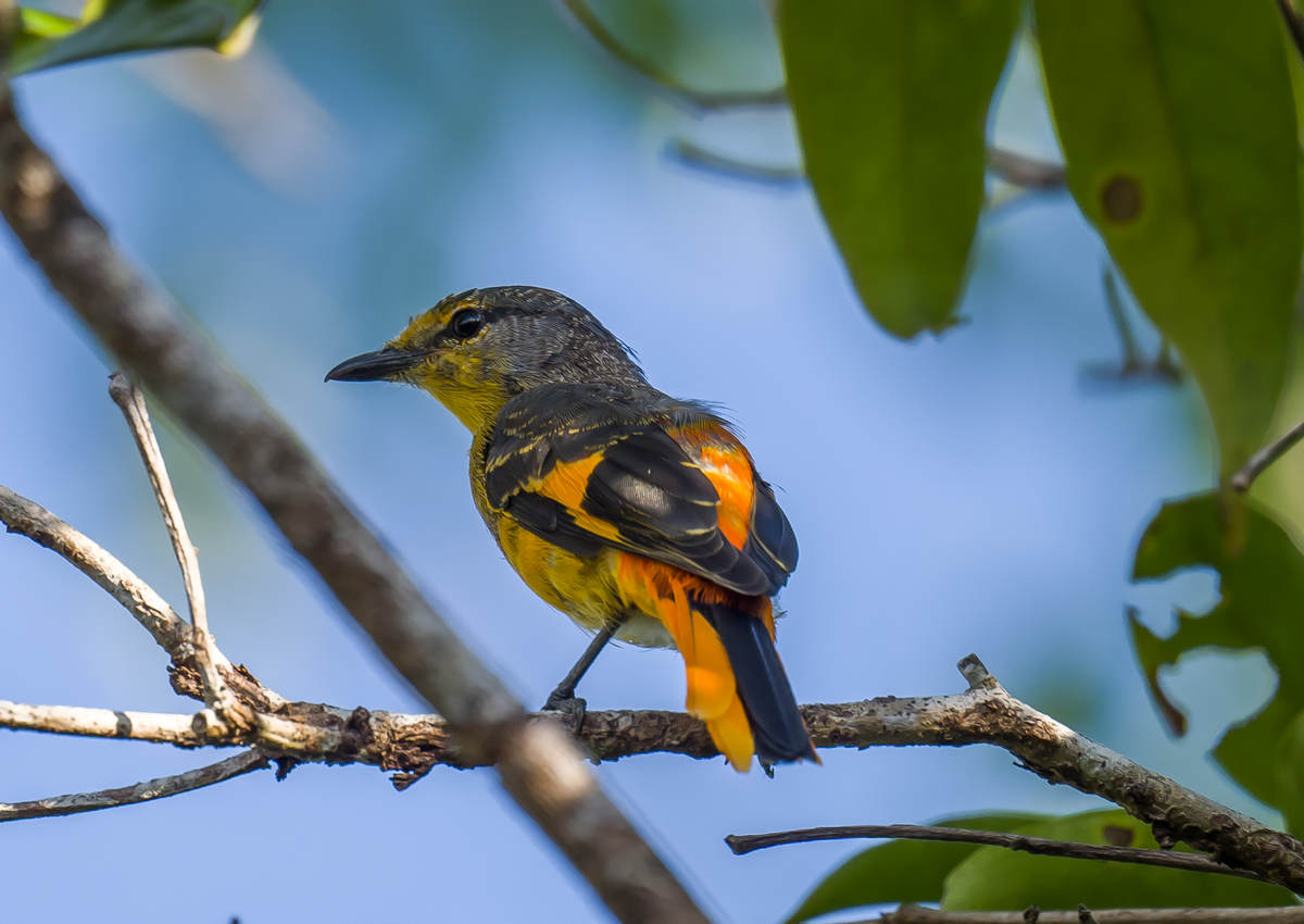 Birding Sepilok, Borneo (Part 2) - 10,000 Birds