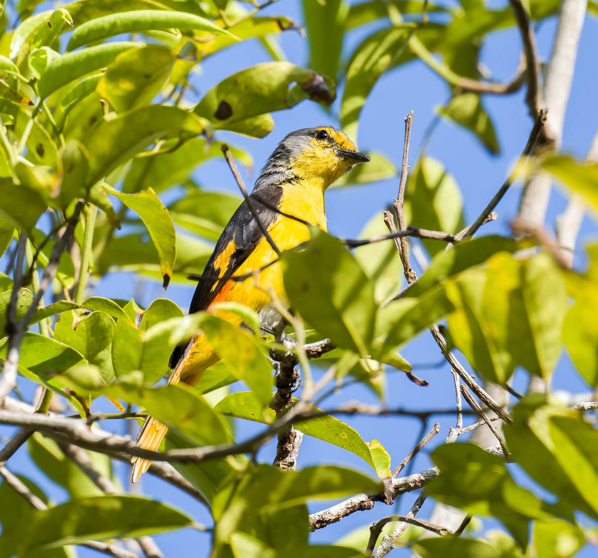 Birding Sepilok, Borneo (Part 2) - 10,000 Birds