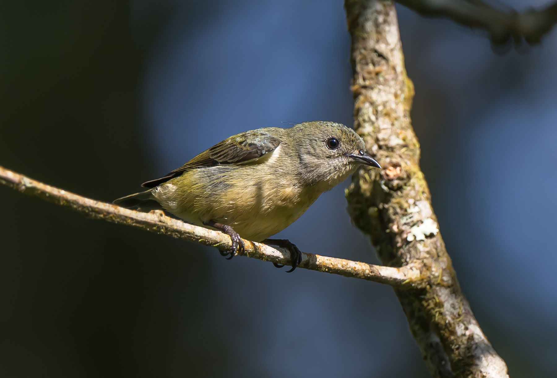 Birding Dalat, Vietnam (Part 2) - 10,000 Birds