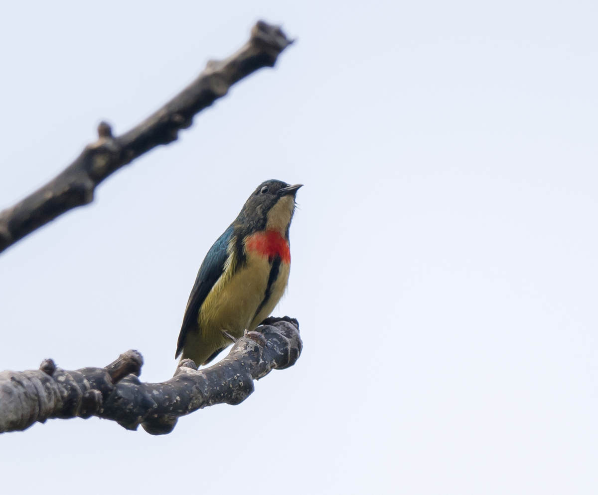 Birding Jianfengling, Hainan (A-H) - 10,000 Birds