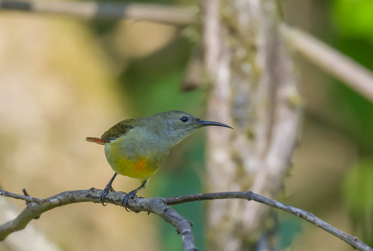 Birding Tongbiguan, Yunnan (part 2) - 10,000 Birds