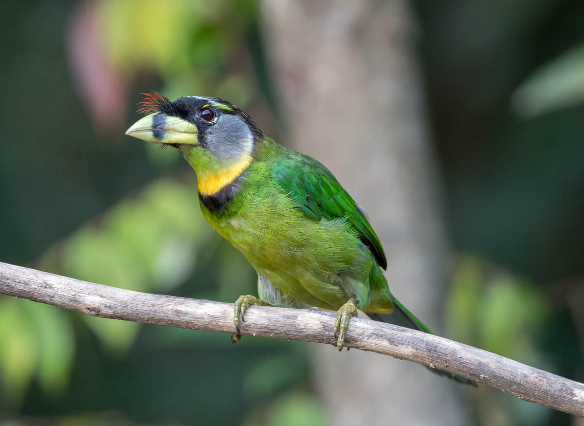 A few Barbets - 10,000 Birds