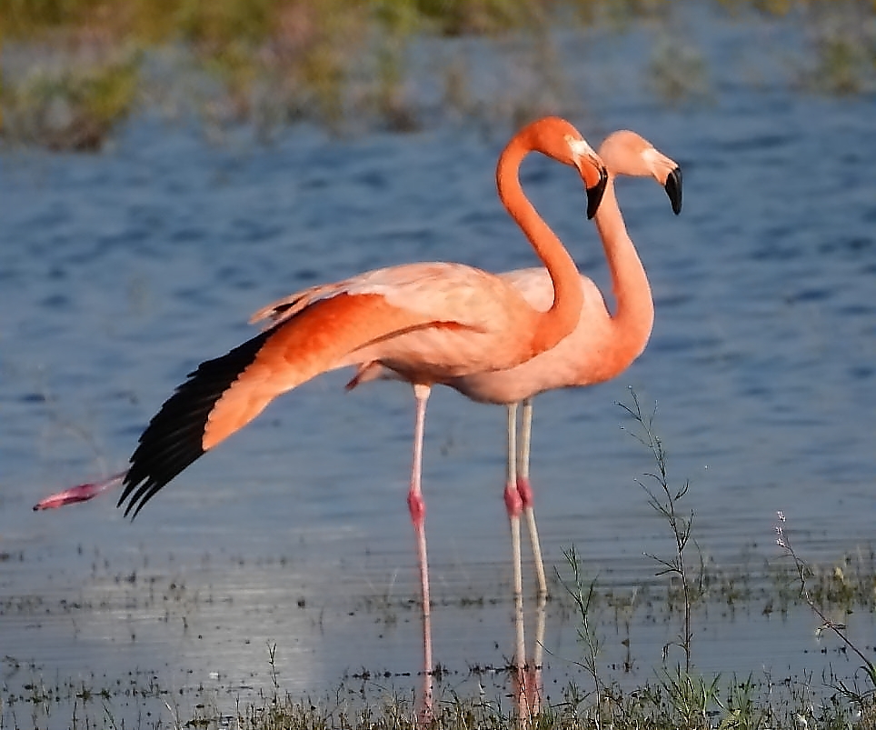 Famous Flamingos - 10,000 Birds