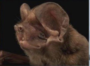 The Endangered Florida Bonneted Bat - 10,000 Birds