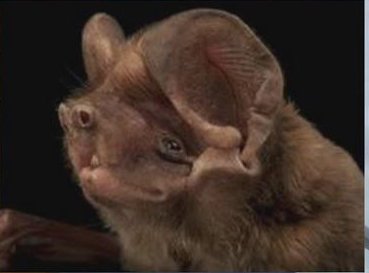 The Endangered Florida Bonneted Bat - 10,000 Birds