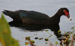 Counting Feral Muscovy Ducks in Florida - 10,000 Birds