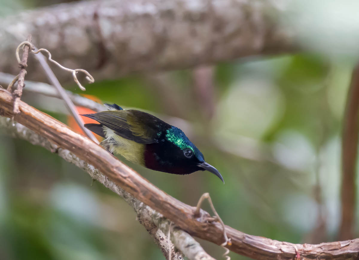 Birding Jianfengling, Hainan (A-H) - 10,000 Birds