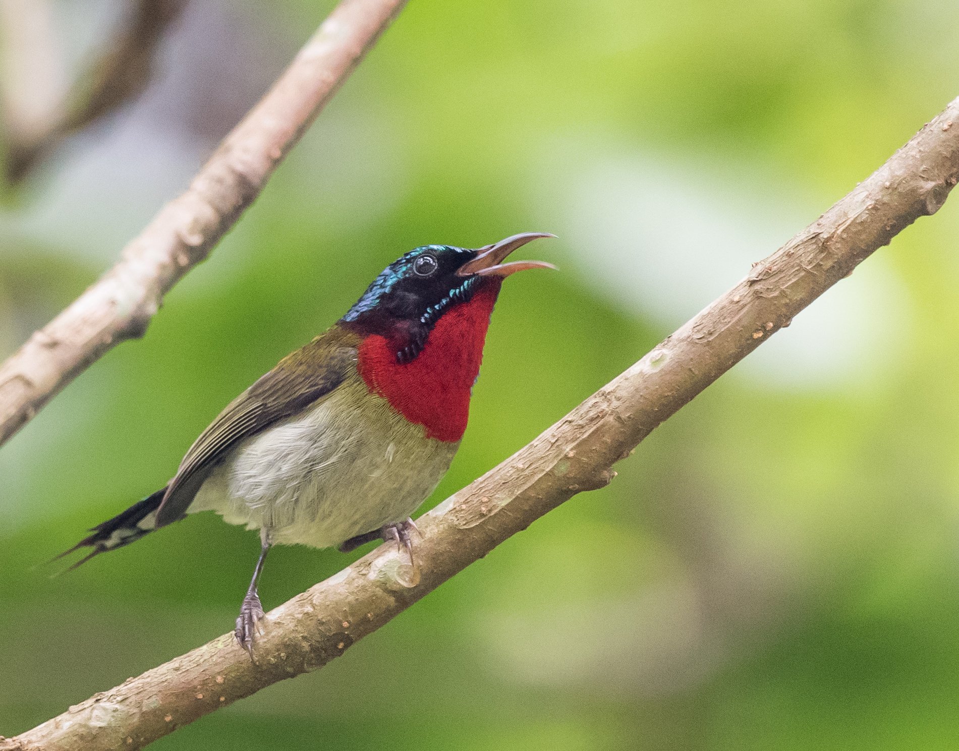 Birding Nonggang, Guangxi, China - 10,000 Birds