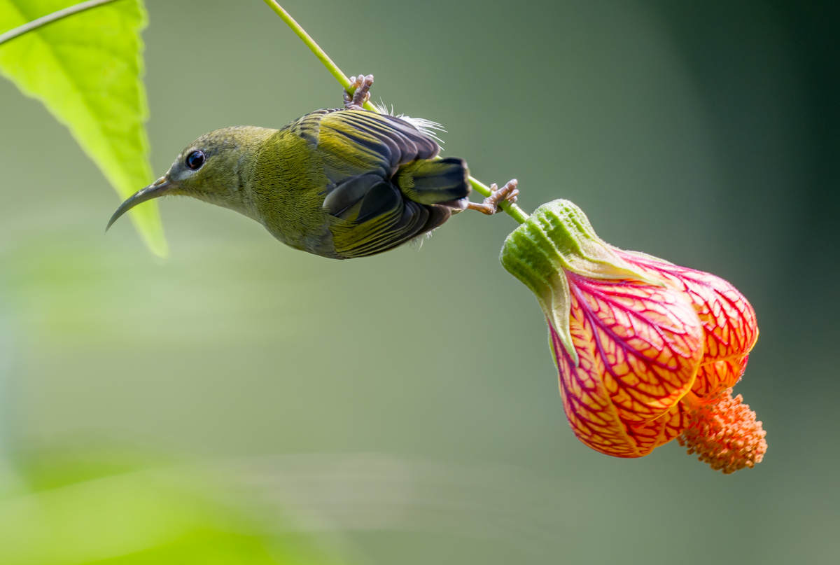 The Fork-tailed Sunbird - 10,000 Birds