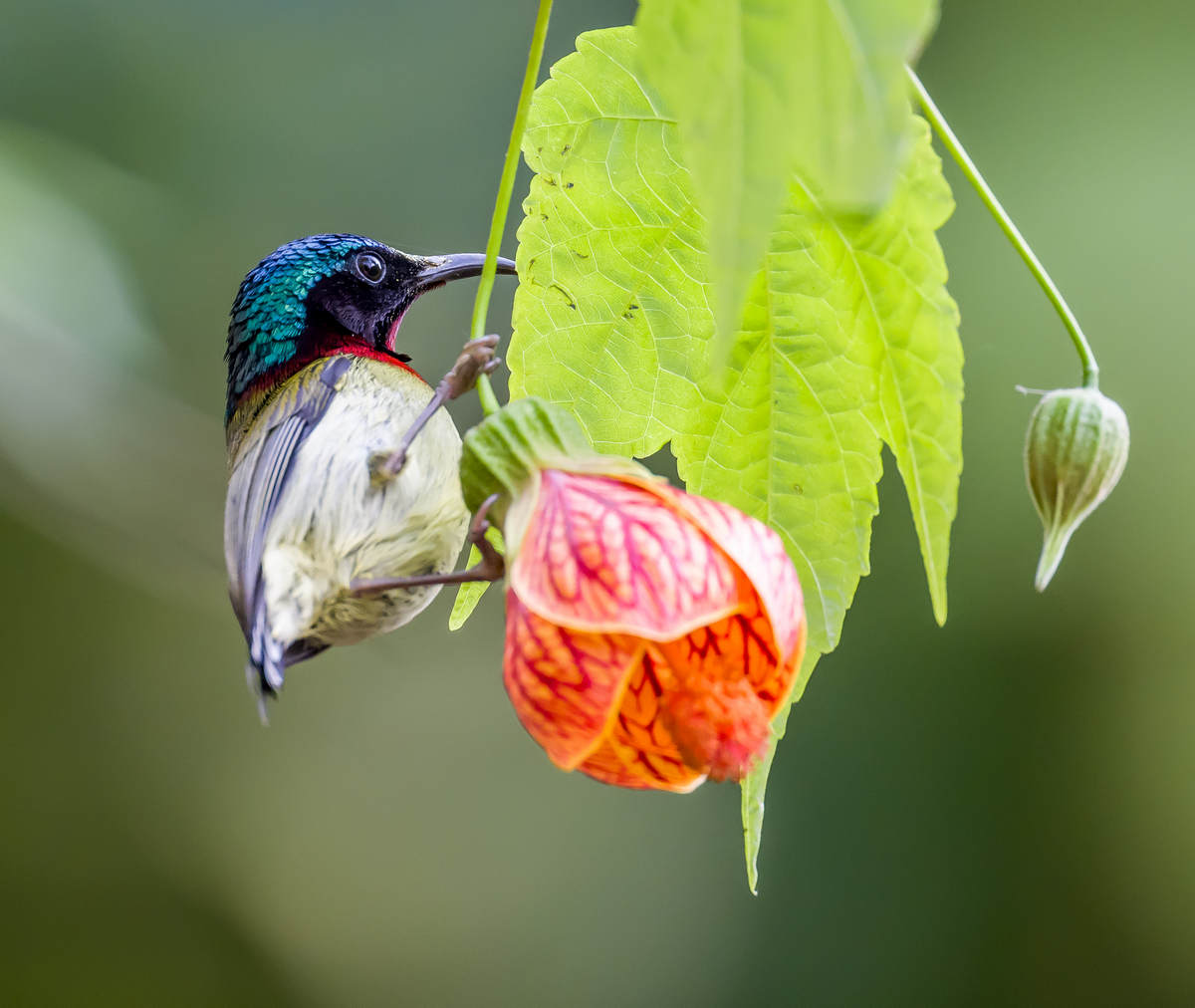 The Fork-tailed Sunbird - 10,000 Birds