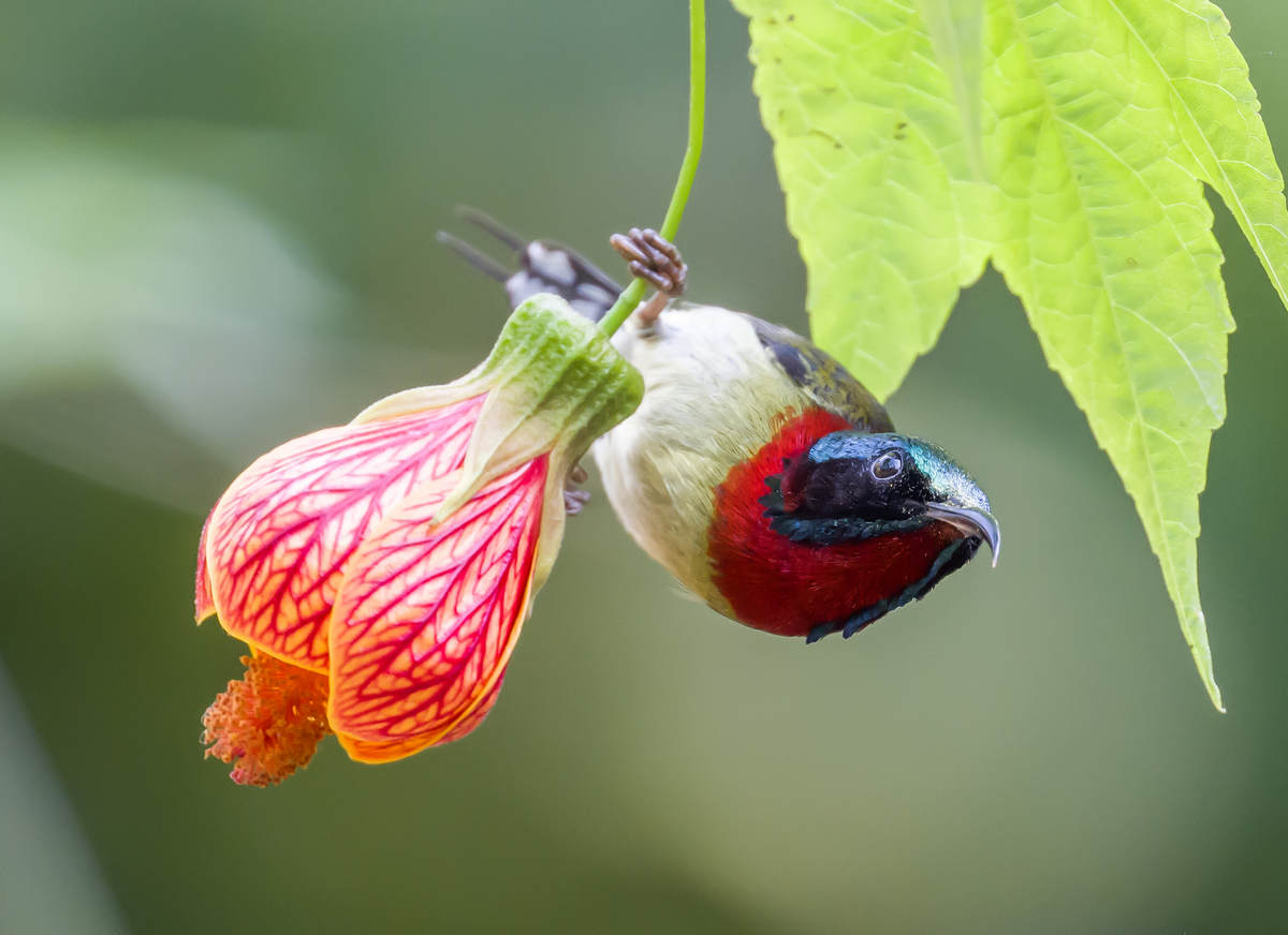 The Fork-tailed Sunbird - 10,000 Birds