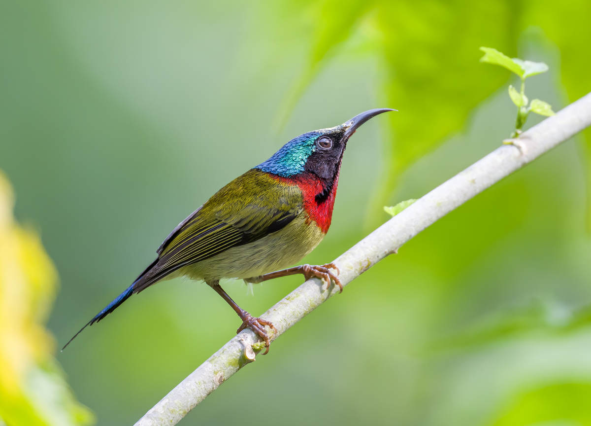 The Fork-tailed Sunbird - 10,000 Birds