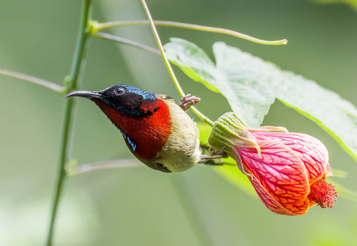 The Fork-tailed Sunbird - 10,000 Birds