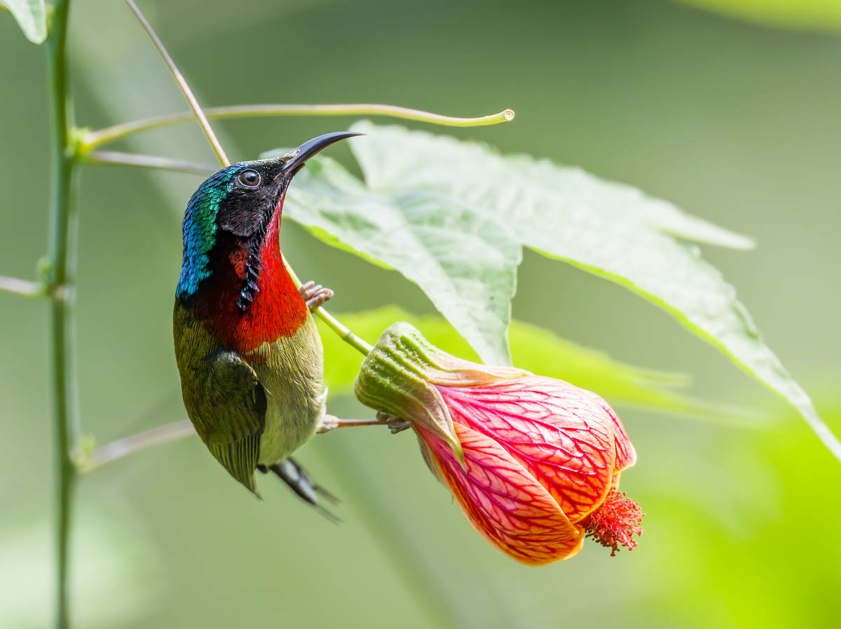 The Fork-tailed Sunbird - 10,000 Birds