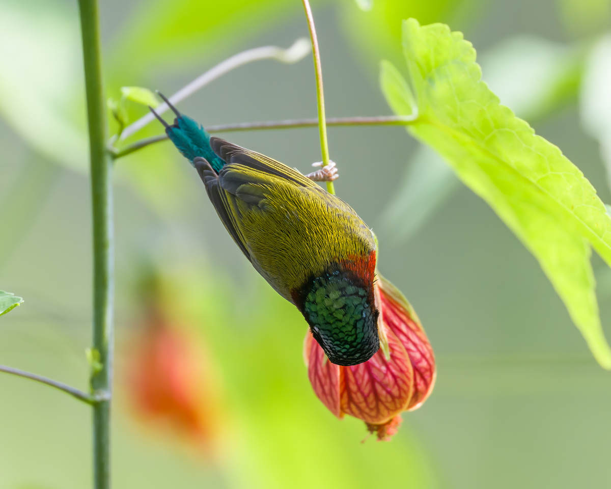 The Fork-tailed Sunbird - 10,000 Birds