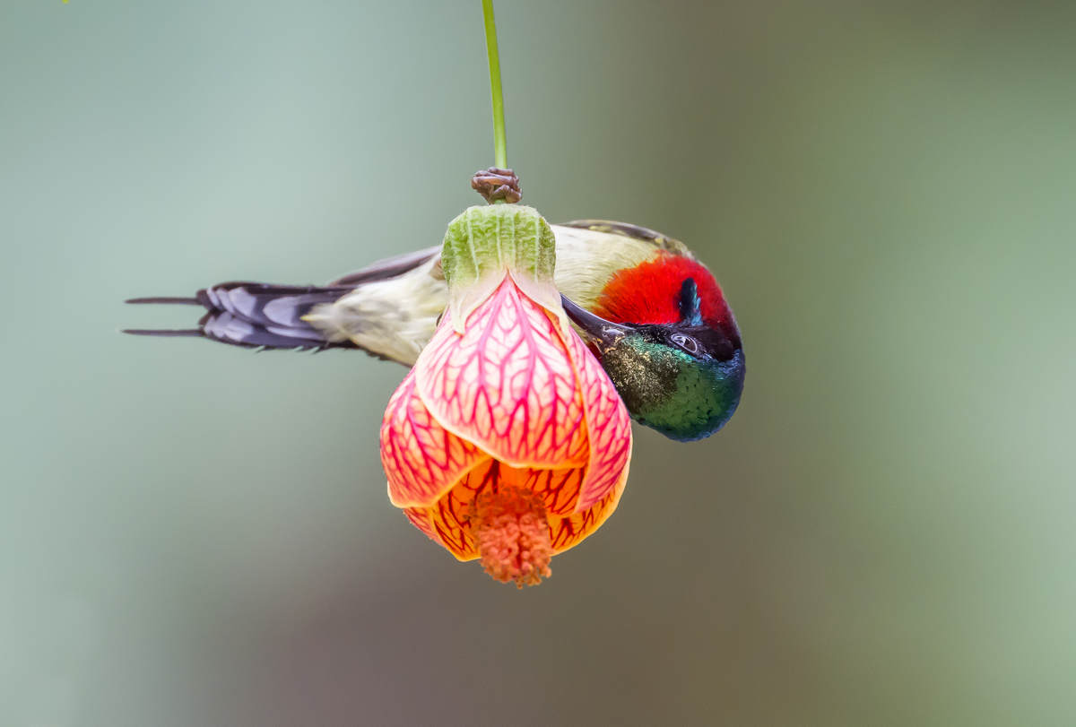 The Fork-tailed Sunbird - 10,000 Birds
