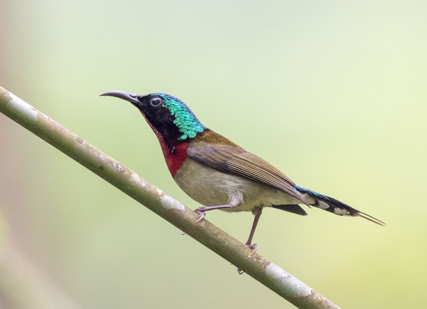 Birding Nonggang, Guangxi, China - 10,000 Birds
