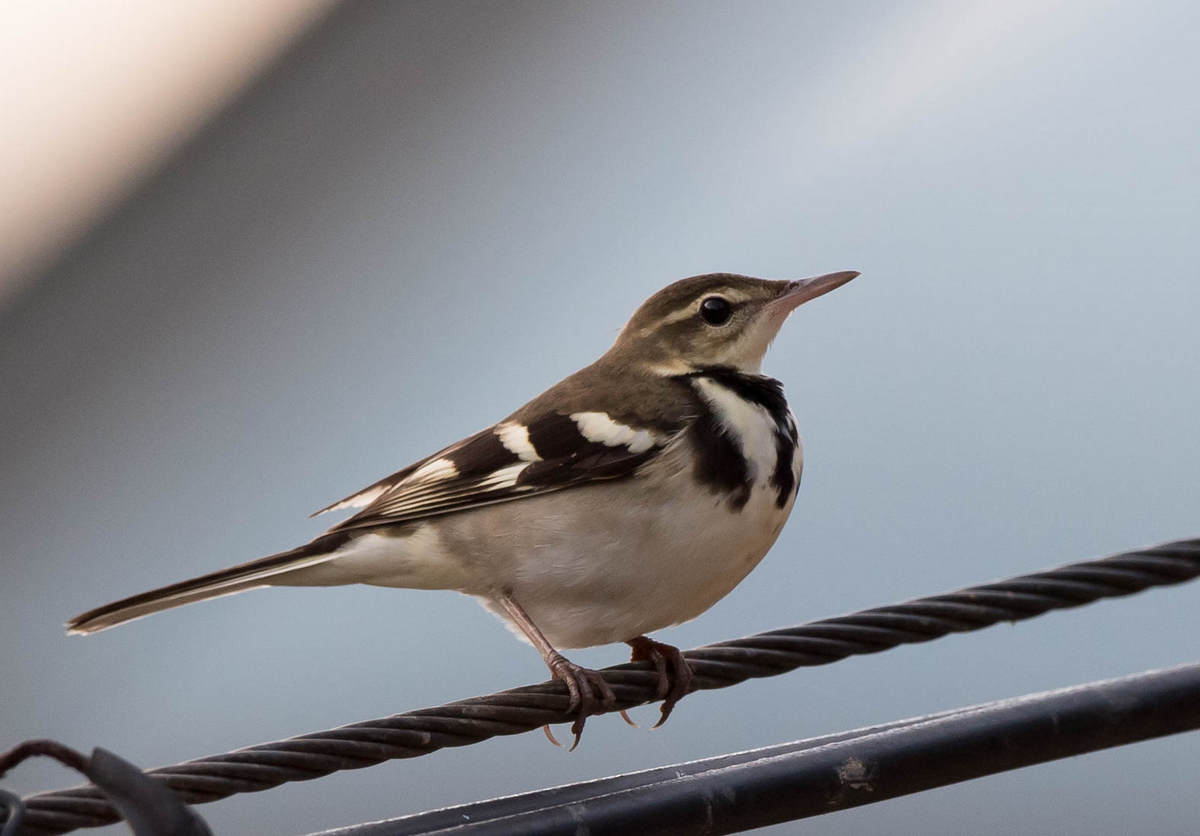 Some common birds of Shennongjia, China - 10,000 Birds