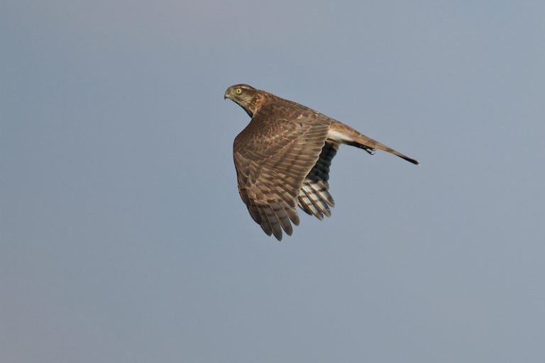 Georgian Raptor Protector Up for “Green Oscar” - 10,000 Birds
