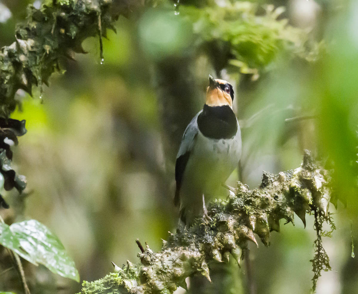 Birding Mount Kinabalu, Sabah, Borneo - 10,000 Birds