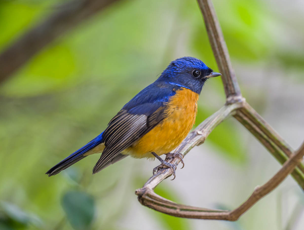 Birding Nonggang, Guangxi, China - part 2 - 10,000 Birds