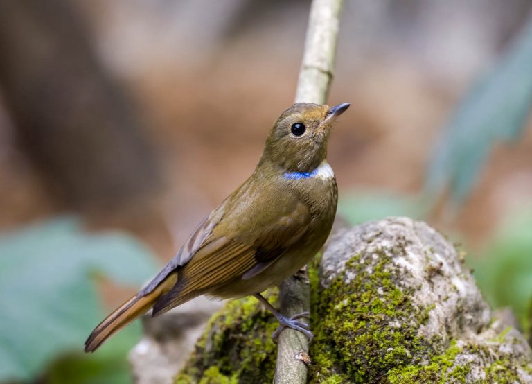 Birding Nonggang, Guangxi, China - part 2 - 10,000 Birds