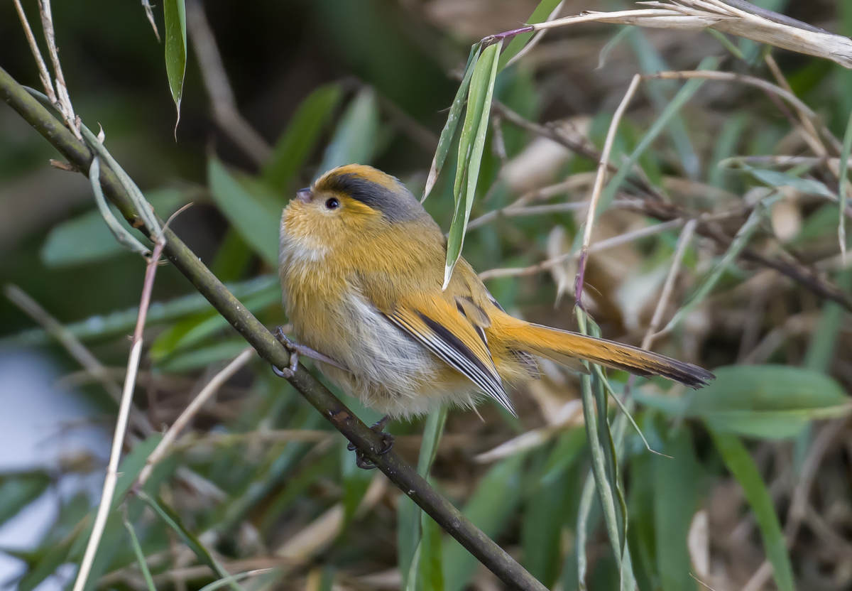Birding Wawushan, Sichuan - 10,000 Birds