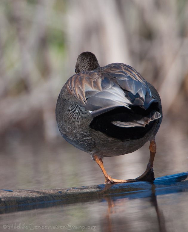 What’s So Special About the Gadwall? - 10,000 Birds
